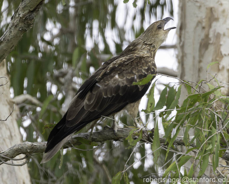 Whistling Kite from Cairns QLD, Australia on December 23, 2023 at 10:41 ...