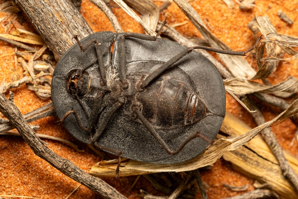 Pie-dish Beetles from 5Q7M4RJF+3V, Hugh NT 0872, Australia on October ...