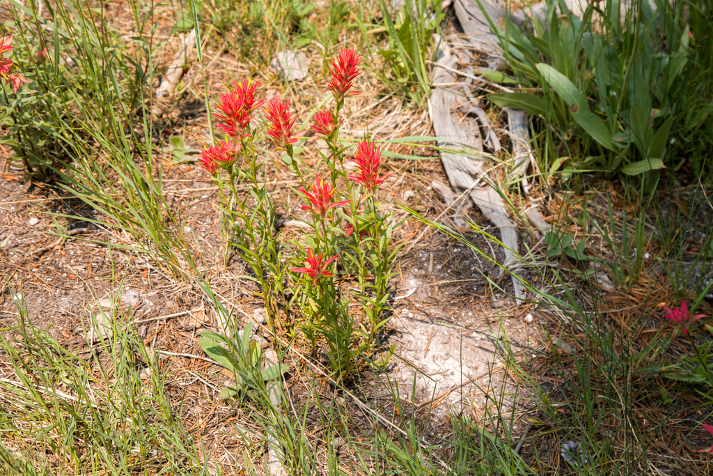 Paintbrushes from Yellowstone National Park, United States on July 8 ...