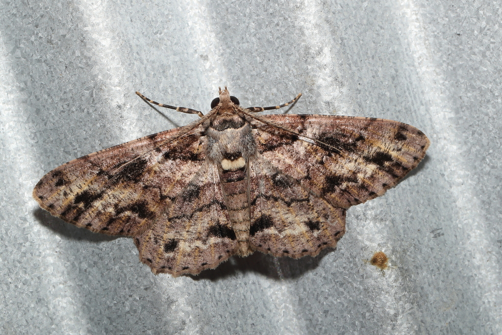 Geometer Moths in January 2024 by Todd Burrows · iNaturalist