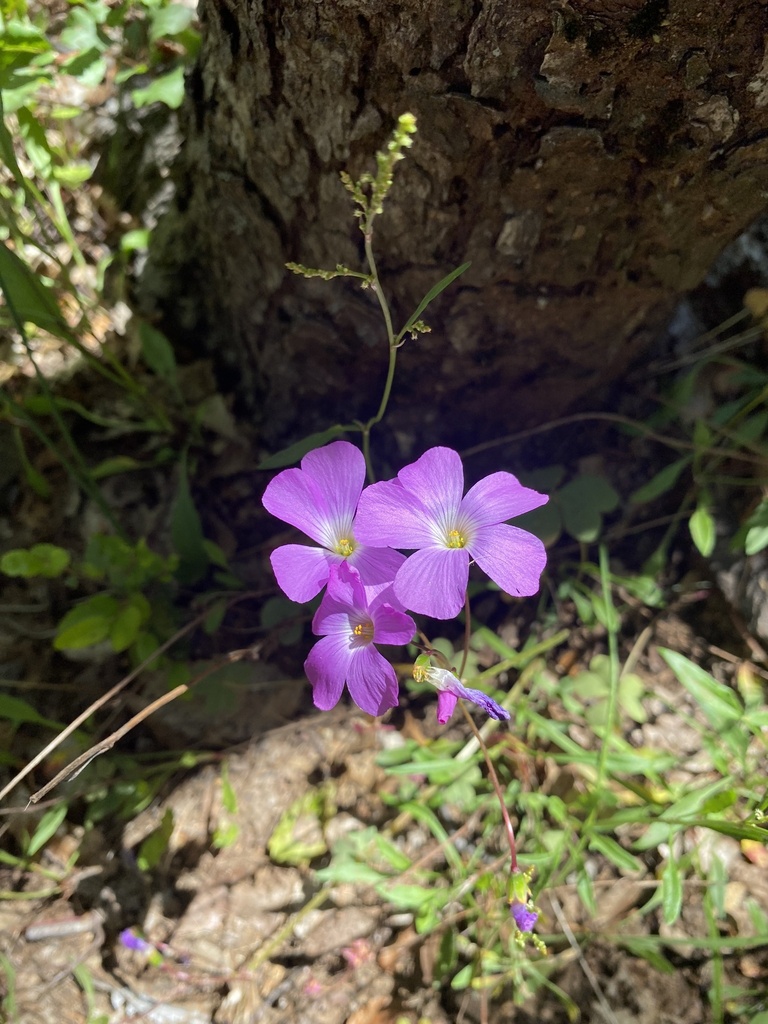 Oxalis arenaria from Agustín Edwards, Llay-Llay, Región de Valparaíso ...