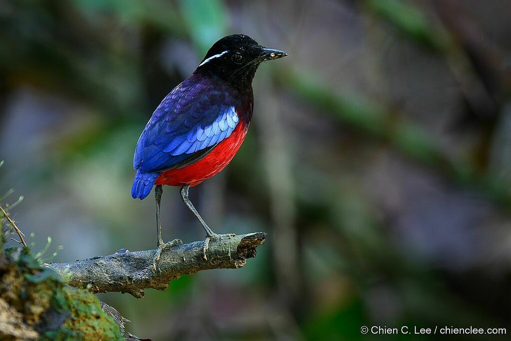Black-crowned Pitta in December 2023 by Chien Lee · iNaturalist
