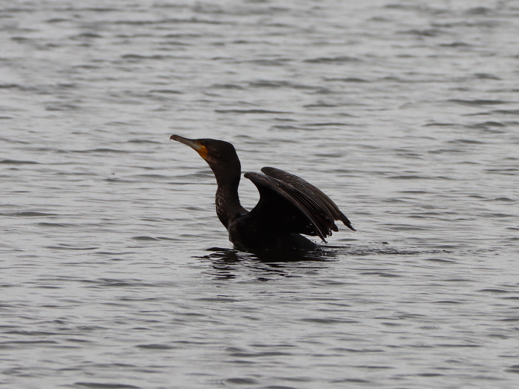 Great Cormorant from Ballarat VIC, Australia on January 21, 2024 at 02: ...