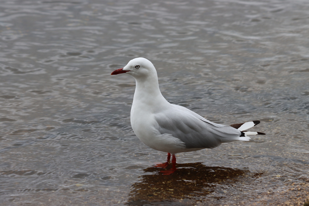 Silver Gull from Ballarat VIC, Australia on January 21, 2024 at 02:20 ...