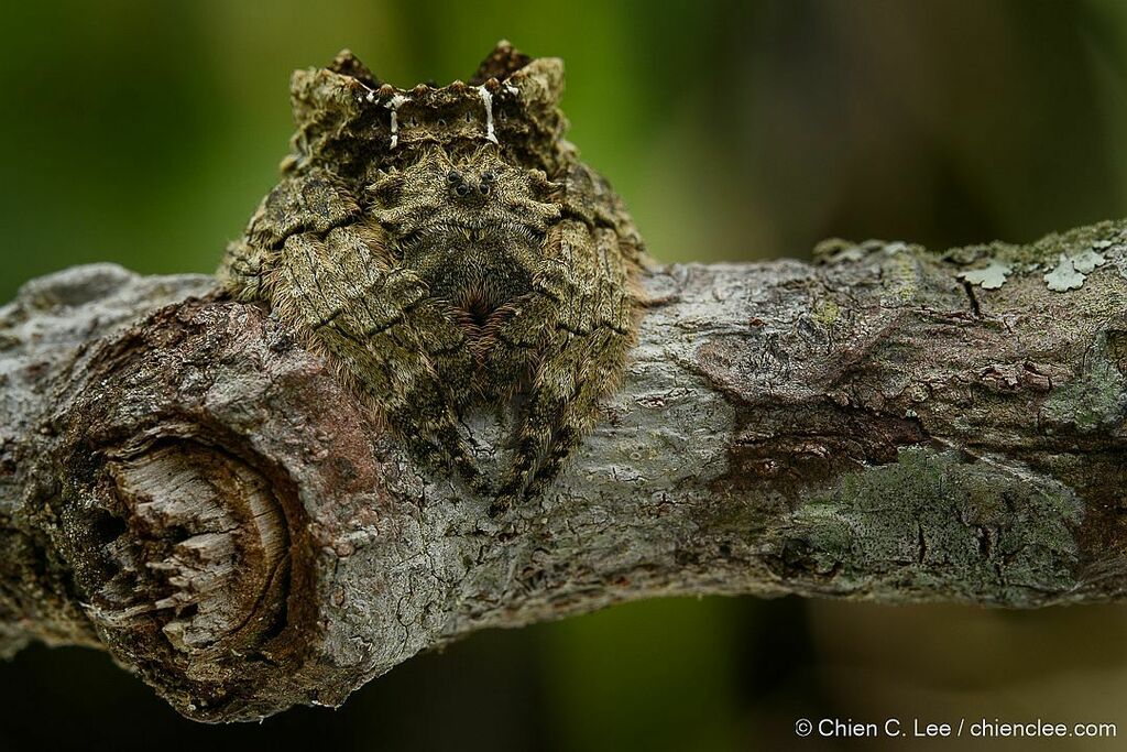 Caerostris sumatrana from Bahagian Miri, Sarawak, Malaysia on November ...