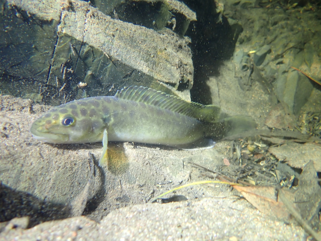 Twospine Blackfish in January 2024 by Alistair Smith · iNaturalist