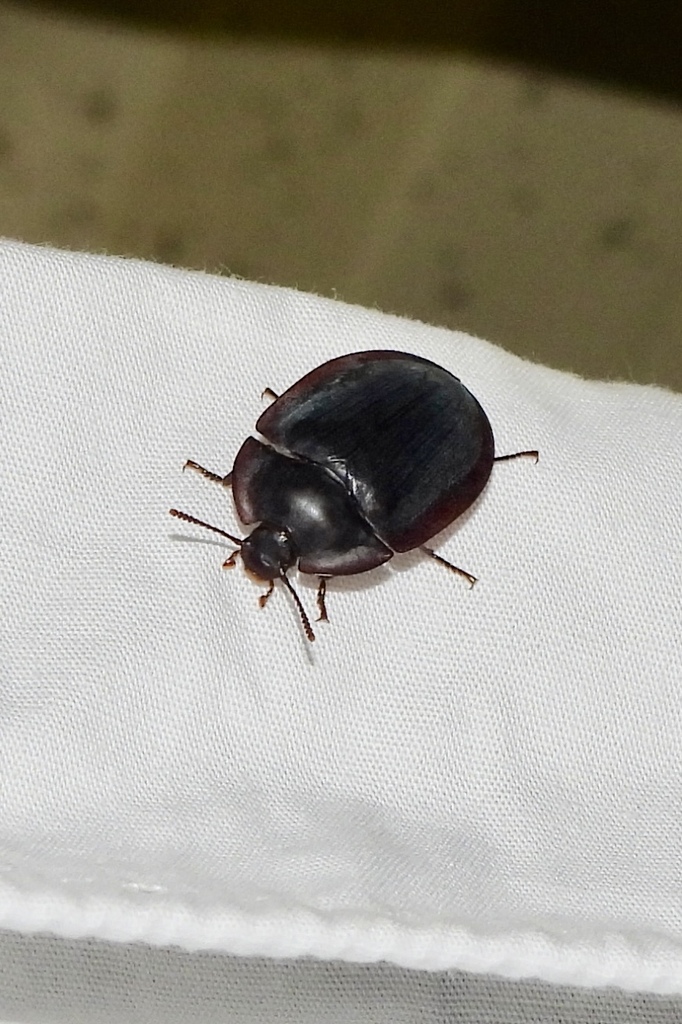 Pie-dish Beetles from Nildottie SA 5238, Australia on January 19, 2024 ...