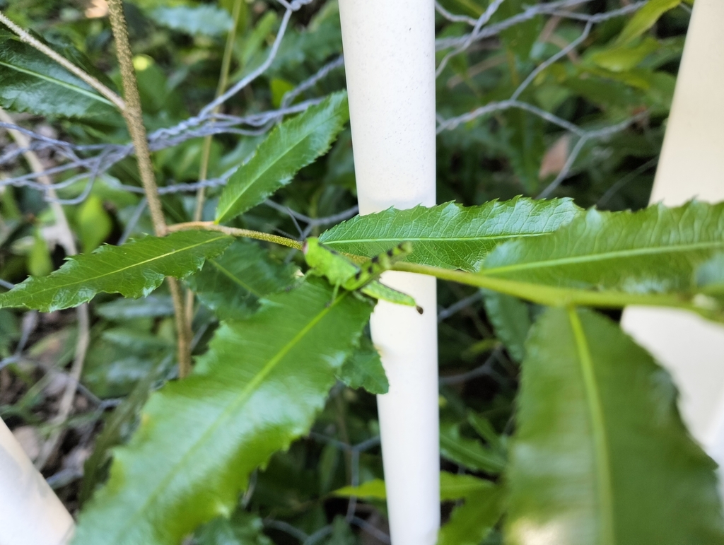 Giant Grasshopper from Geebung QLD 4034, Australia on January 21, 2024 ...
