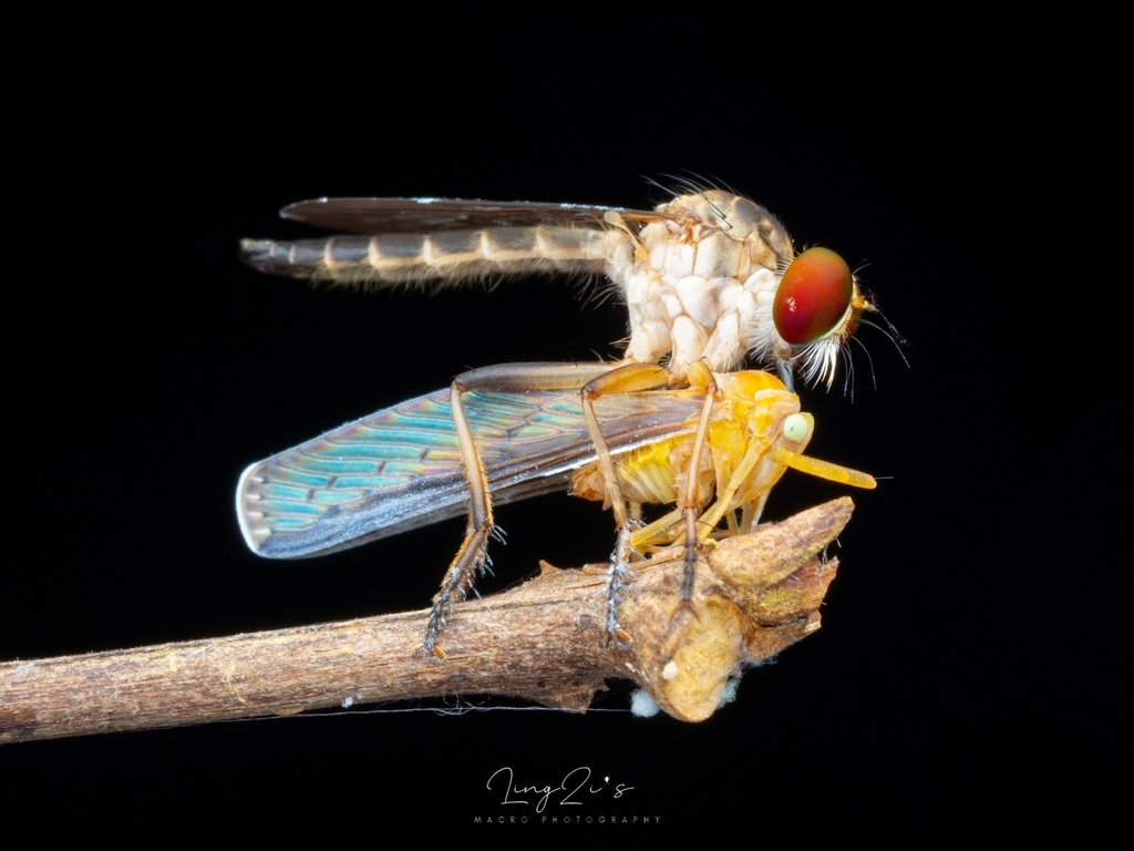 Ommatius from Taman Kuang, 14200 Sungai Jawi, Pulau Pinang, Malaysia on ...