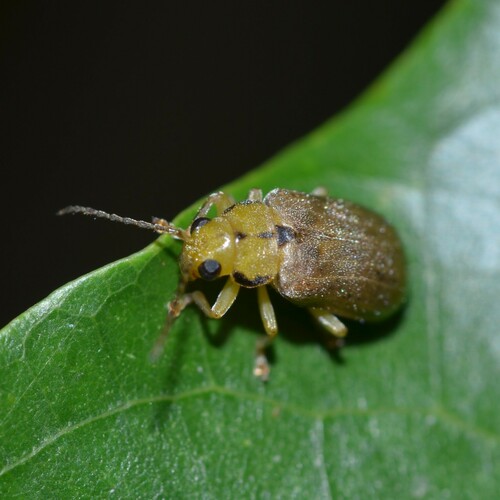 Observations by giovanny_d · iNaturalist