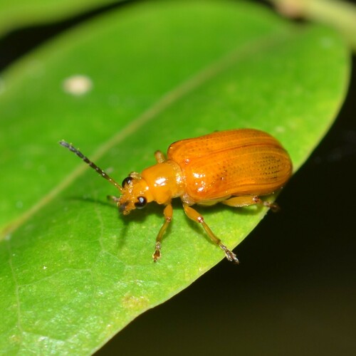 Observations by giovanny_d · iNaturalist