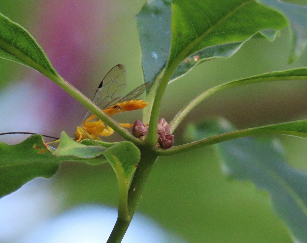 Ants, Bees, Wasps, and Sawflies from Wallaga Lake NSW 2546, Australia ...