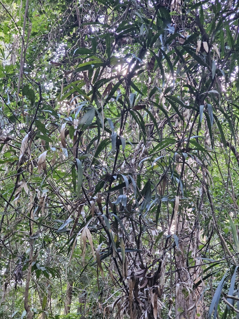 Wait-a-while from Mount Nathan QLD 4211, Australia on January 21, 2024 ...