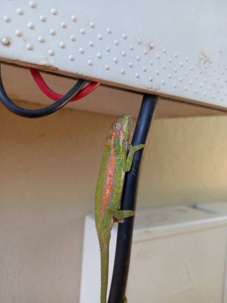 Cape Dwarf Chameleon in January 2024 by Dylan Nutt · iNaturalist