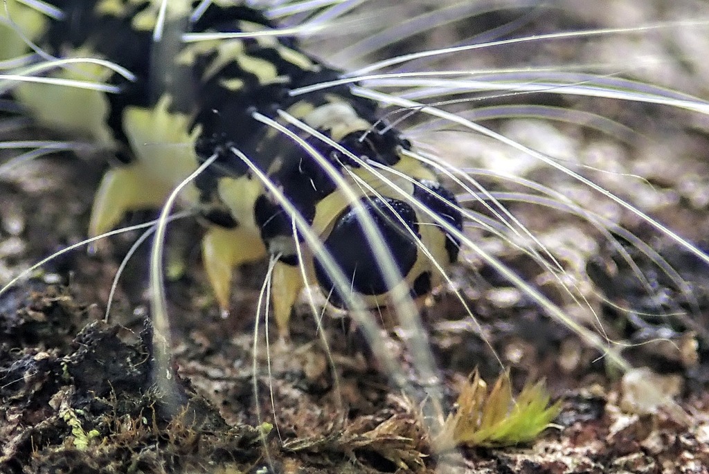 Ailanthus Defoliator in December 2023 by Suipoon Kwan · iNaturalist
