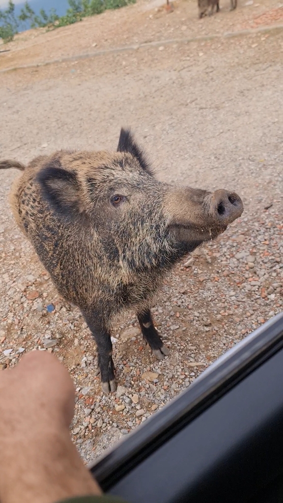 Wild Boar from RHHC+V8, Qurbus, Tunisia on January 11, 2024 at 10:38 AM ...