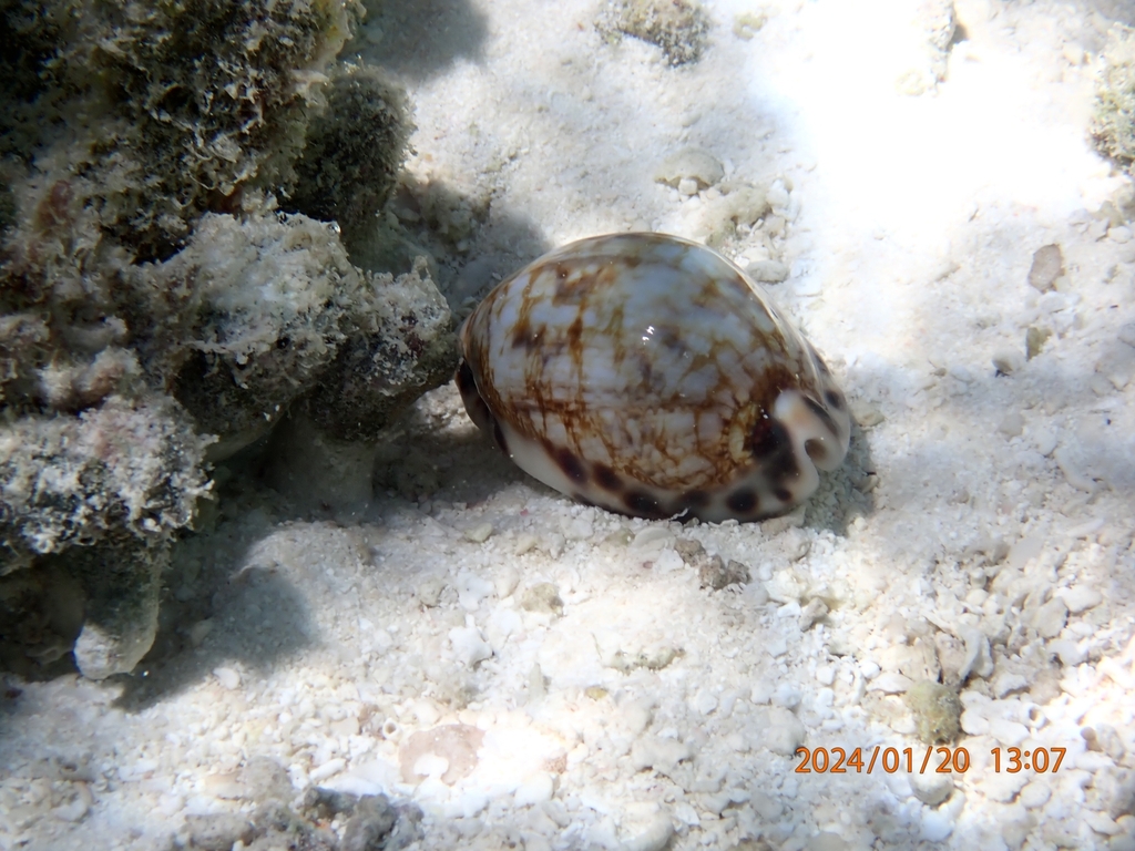 Mauritia histrio in January 2024 by Amir Rasheed · iNaturalist