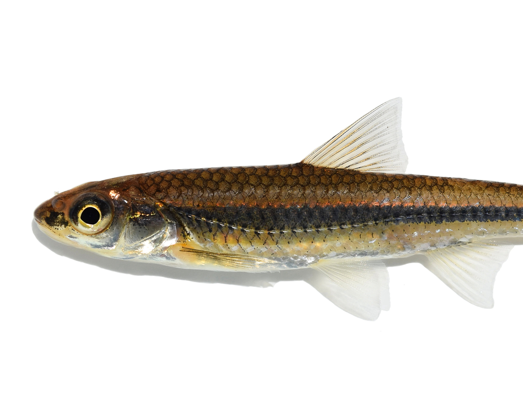 Spottail Shiner from Watkinsville, GA, USA on November 4, 2018 at 02:34 ...