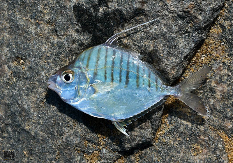 Threadfin Ponyfish from Panadura, Sri Lanka on January 21, 2024 at 10: ...