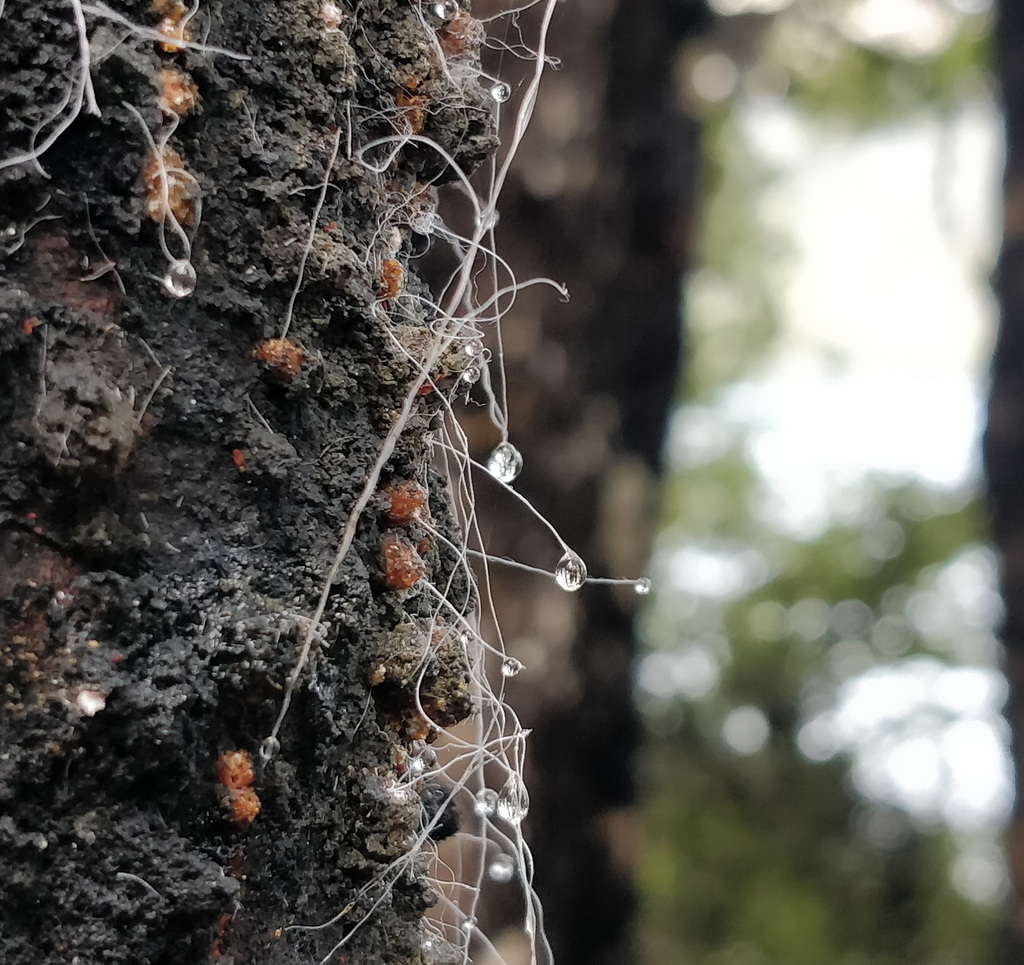 Sooty Beech Scale from Tasman District, Tasman, New Zealand on November ...