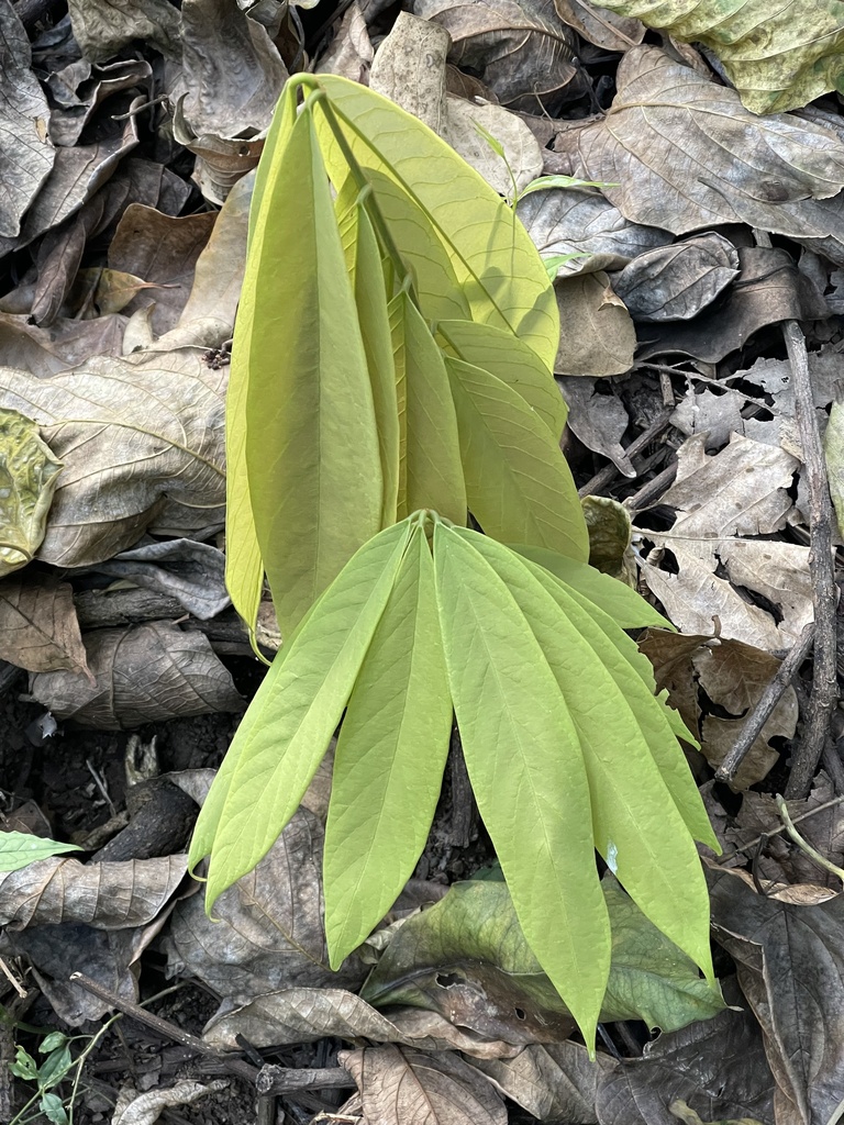 dicots from Doi Pui, Mae Rim, Chiang Mai, TH on January 21, 2024 at 04: ...