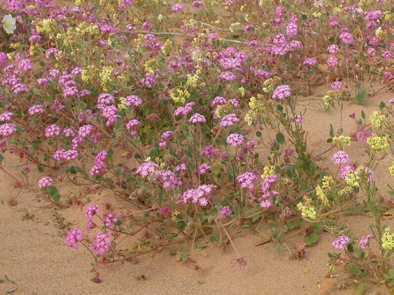 desert sand verbena from Imperial County, CA, USA on February 1, 2005 ...