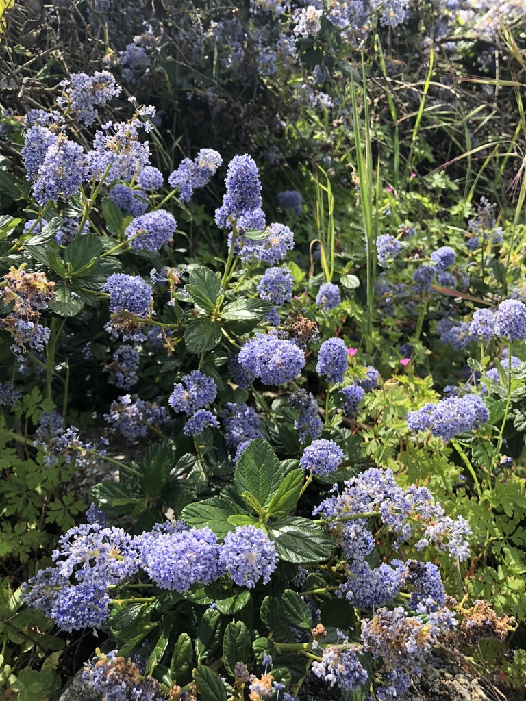 blueblossom from Albany Bulb, Albany, CA, US on April 13, 2019 at 12:24 ...