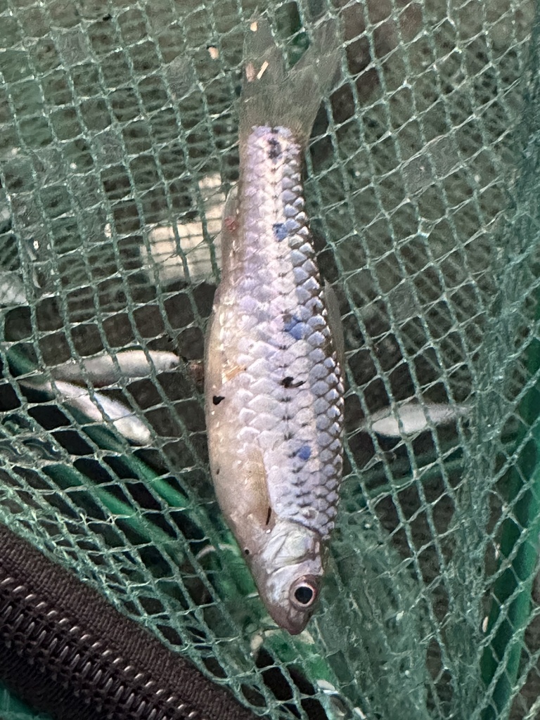 Enteromius sublineatus from Builsa North, Upper East, GH on January 21 ...