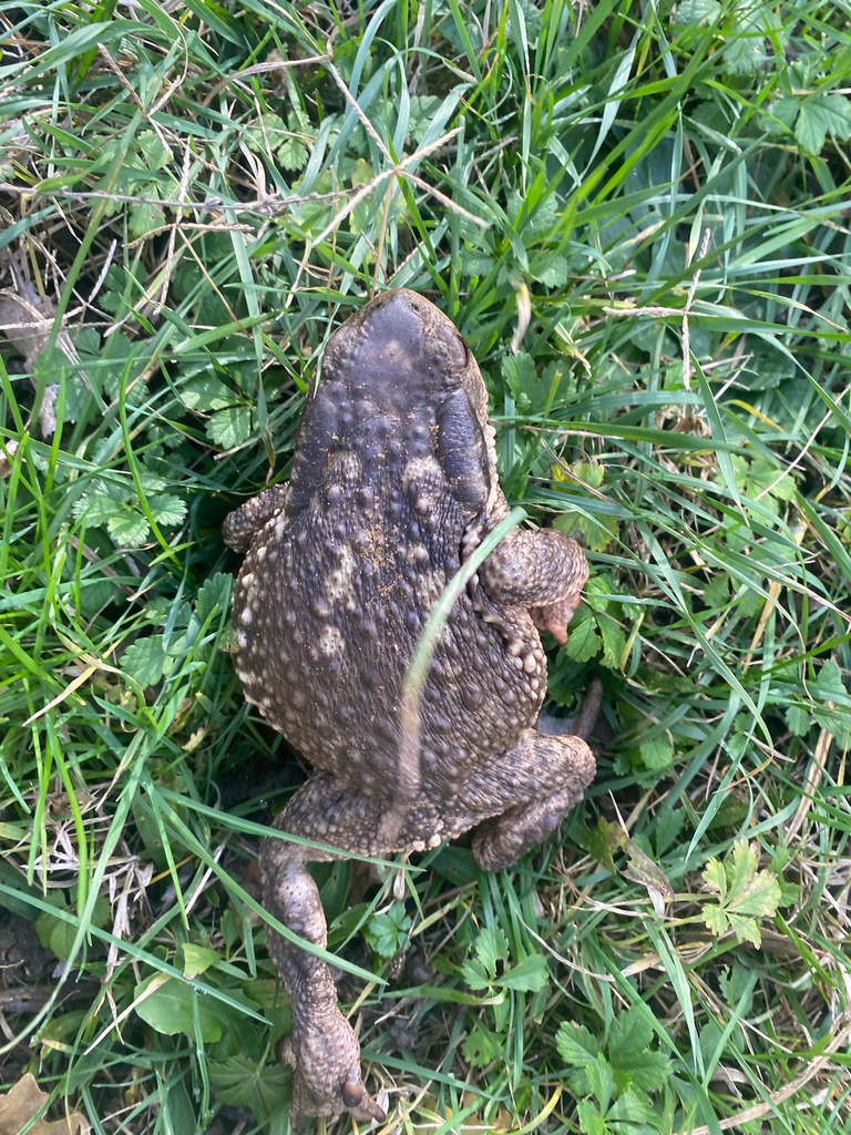 Spiny Toad from Méounes-lès-Montrieux on January 18, 2024 at 01:53 PM ...