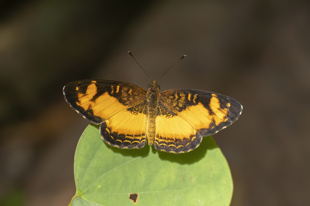 Telenassa teletusa from Parauapebas - PA, 68515-000, Brasil on January ...