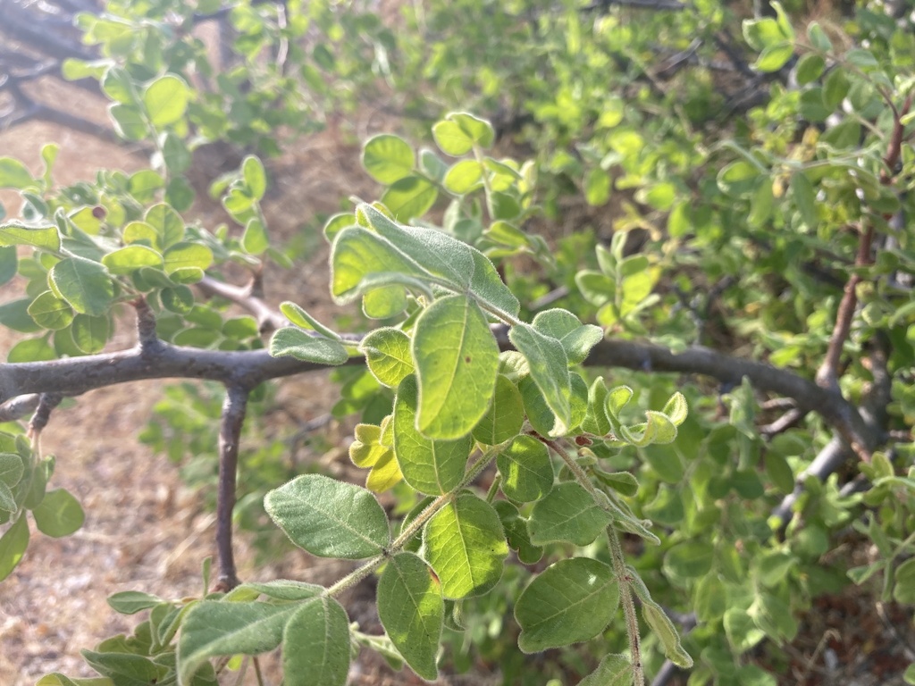 cimarron plum from Isla Espíritu Santo, La Paz, B.C.S., MX on January ...