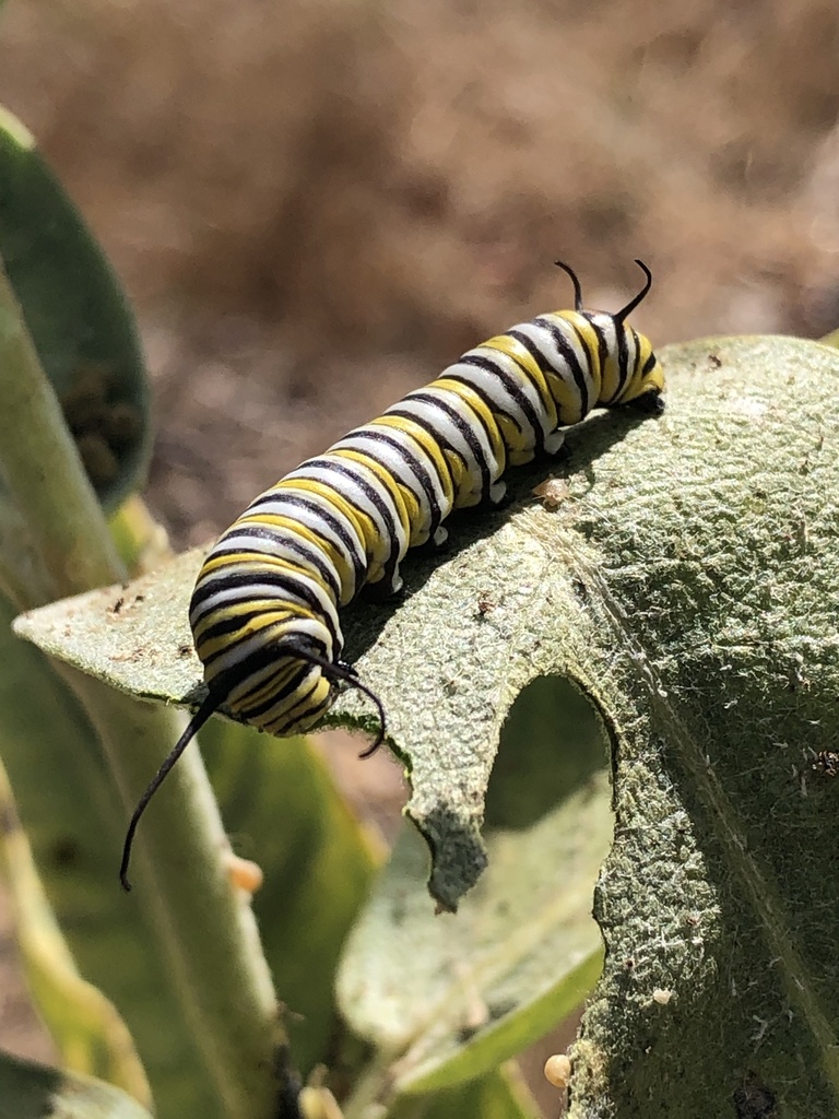 Monarch in September 2023 by merlinsbeard · iNaturalist