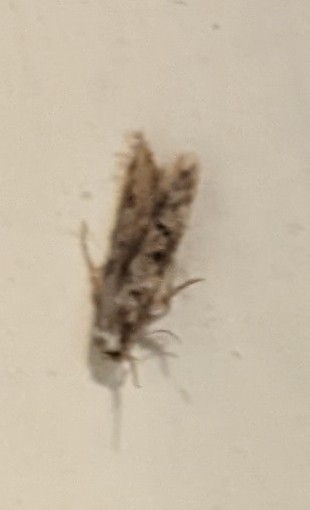 White-shouldered House Moth from Karori, Wellington, New Zealand on ...
