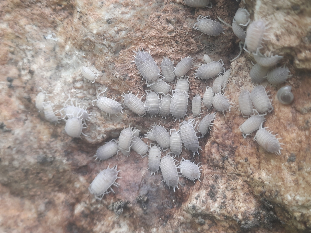 Porcellionides myrmecophilus from 91014 Castellammare del Golfo TP ...