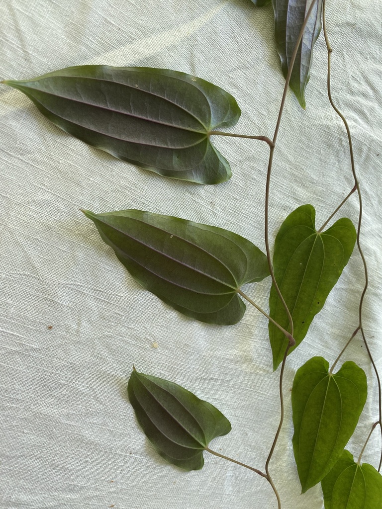 Common Yam Vine from Bella Creek, QLD, AU on January 22, 2024 at 08:53 AM by Sara McGaughey ...