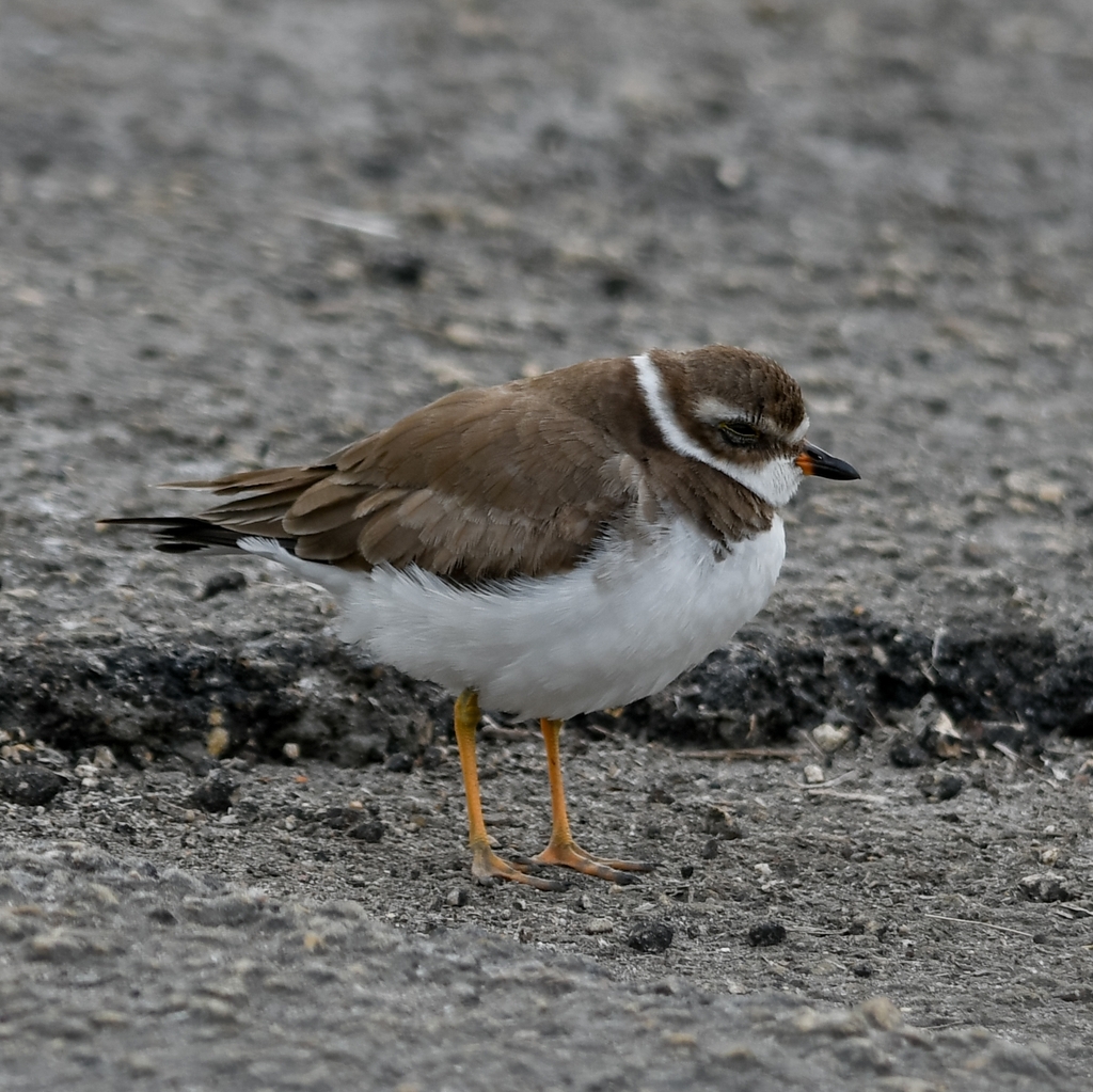 Semipalmated Plover from Pinecrest, FL 33156, USA on January 21, 2024 ...