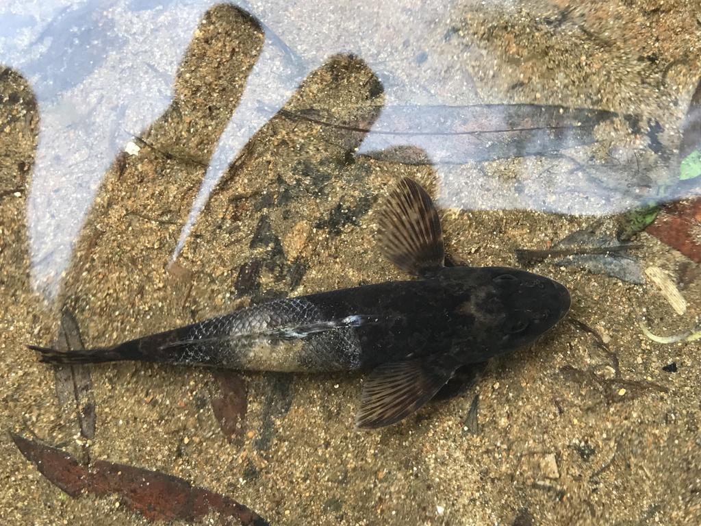 Torrentfish in January 2024 by Robin Hartley. ~7-10cm long sitting on ...