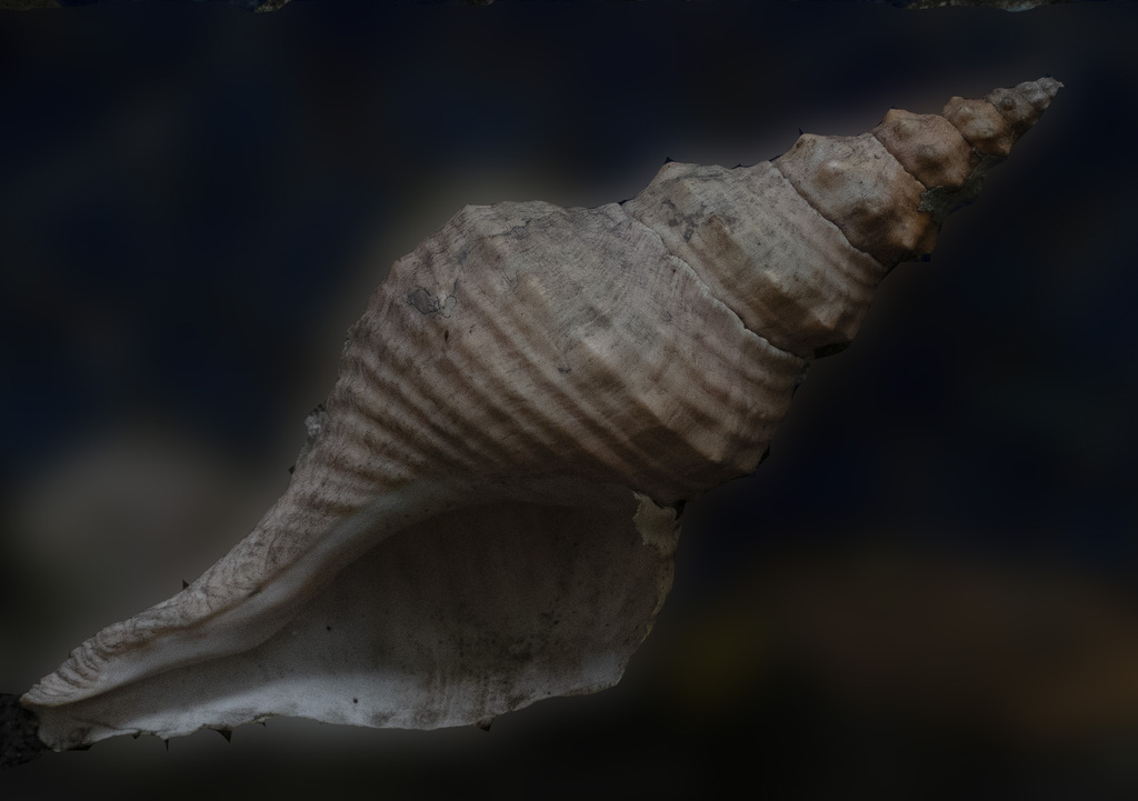 Triplofusus princeps from Santa Cruz, EC-GA, EC on October 2, 2023 at ...