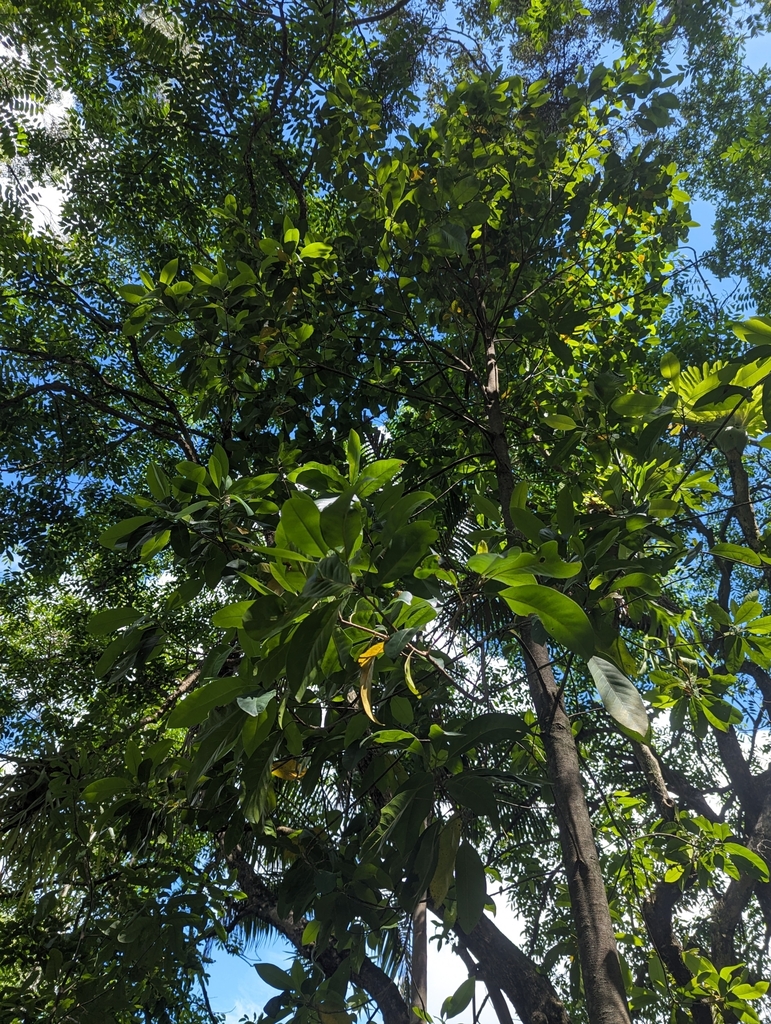 plants from Mount Mellum QLD 4550, Australia on January 20, 2024 at 02: ...