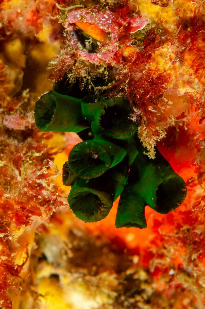 Tubastraea from North Solitary Island, New South Wales, Australia on ...