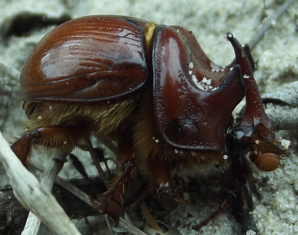 Scarabs, Stag Beetles, and Allies from K'gari QLD 4581, Australia on ...