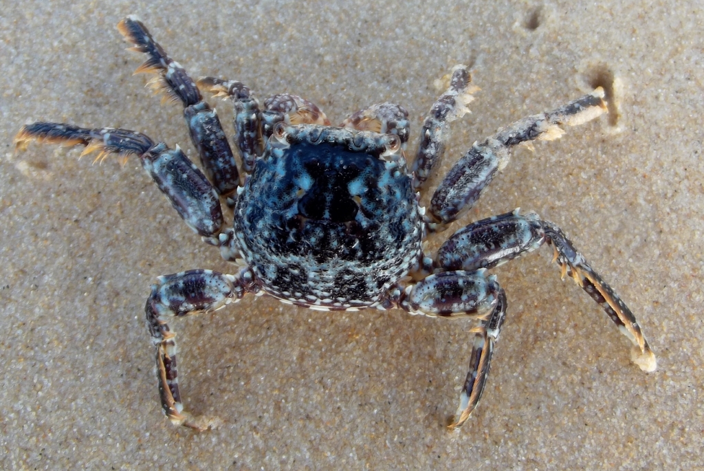 Scaly Rock Crab from K'gari QLD 4581, Australia on October 21, 2013 at ...