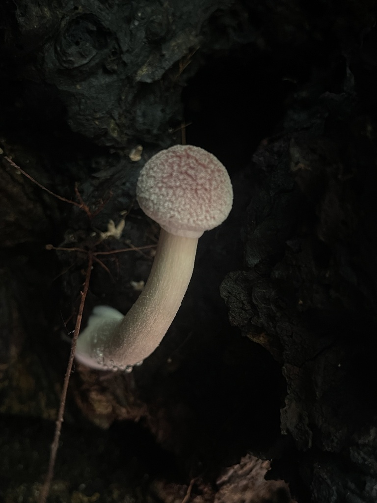 Boletellus from Lamington National Park, O'Reilly, QLD, AU on January ...