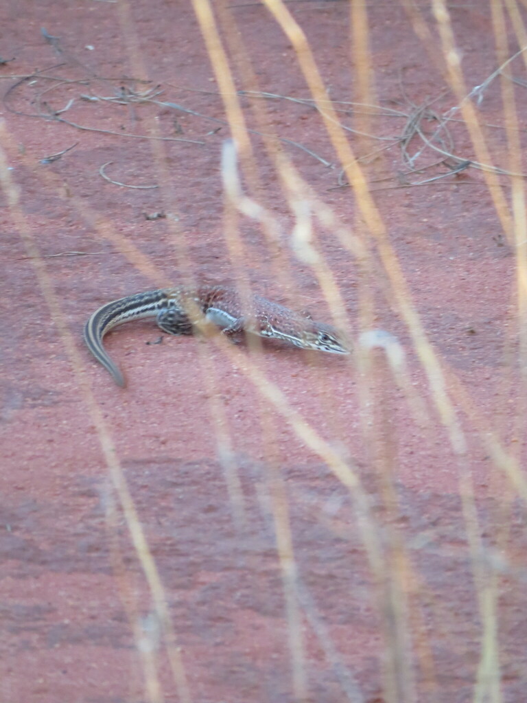 Rusty Desert Monitor from Yulara NT 0872, Australia on December 12 ...