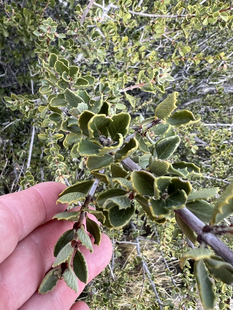Cupped Leaf Ceanothus from Sand to Snow National Monument, Whitewater ...