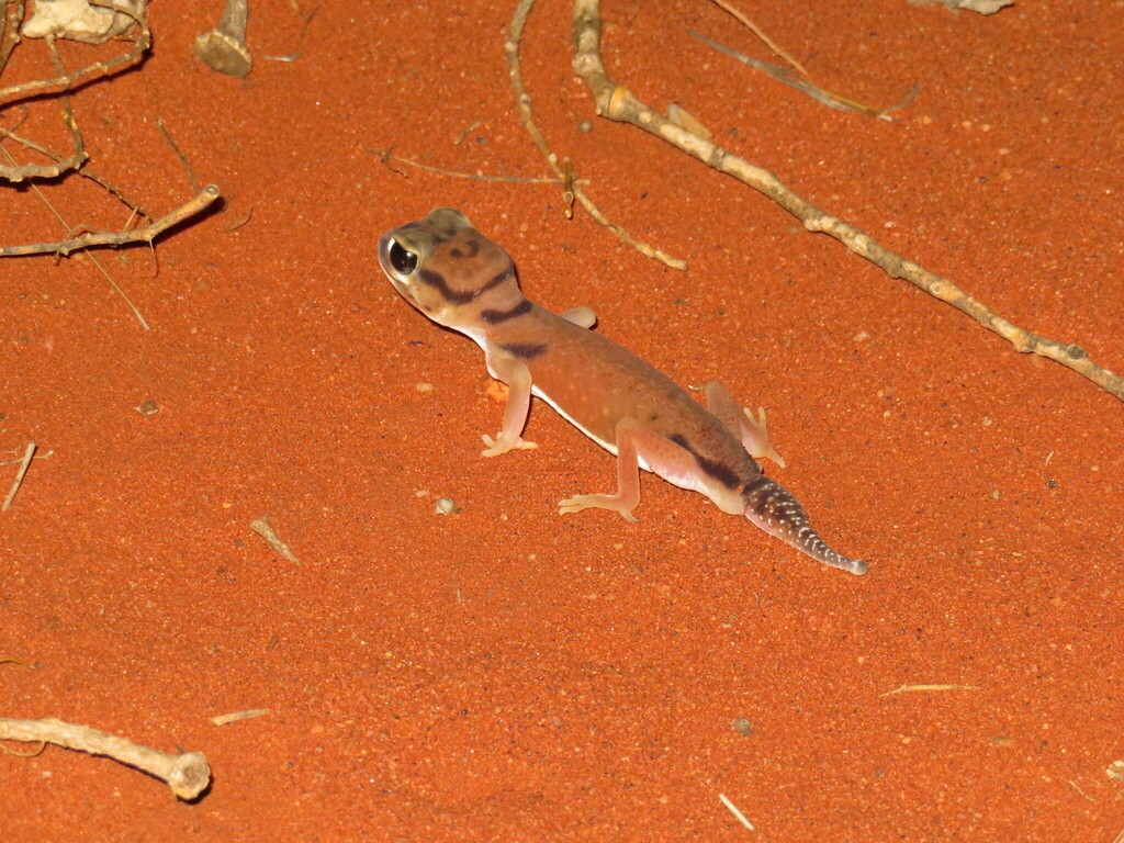 Smooth Knob-tailed Gecko from Yulara NT 0872, Australia on December 12 ...