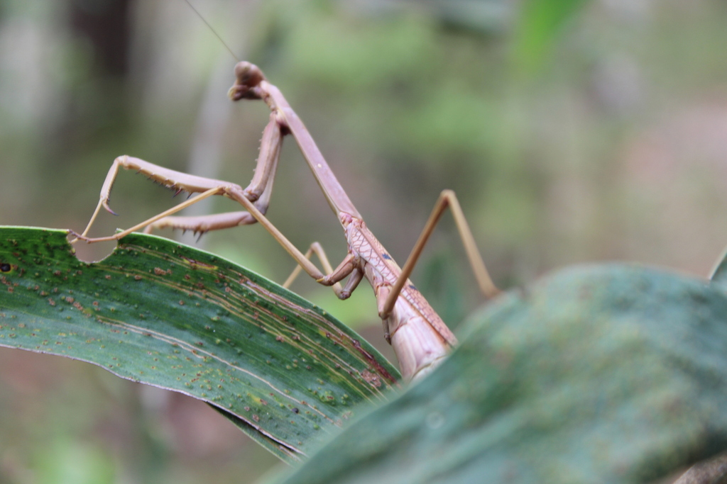 Australian Stick Mantis from Mount Coot-Tha QLD 4066, Australia on ...