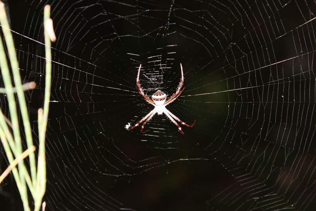 signature spiders from Krông Bông, VN-DC, VN on December 23, 2023 at 08 ...