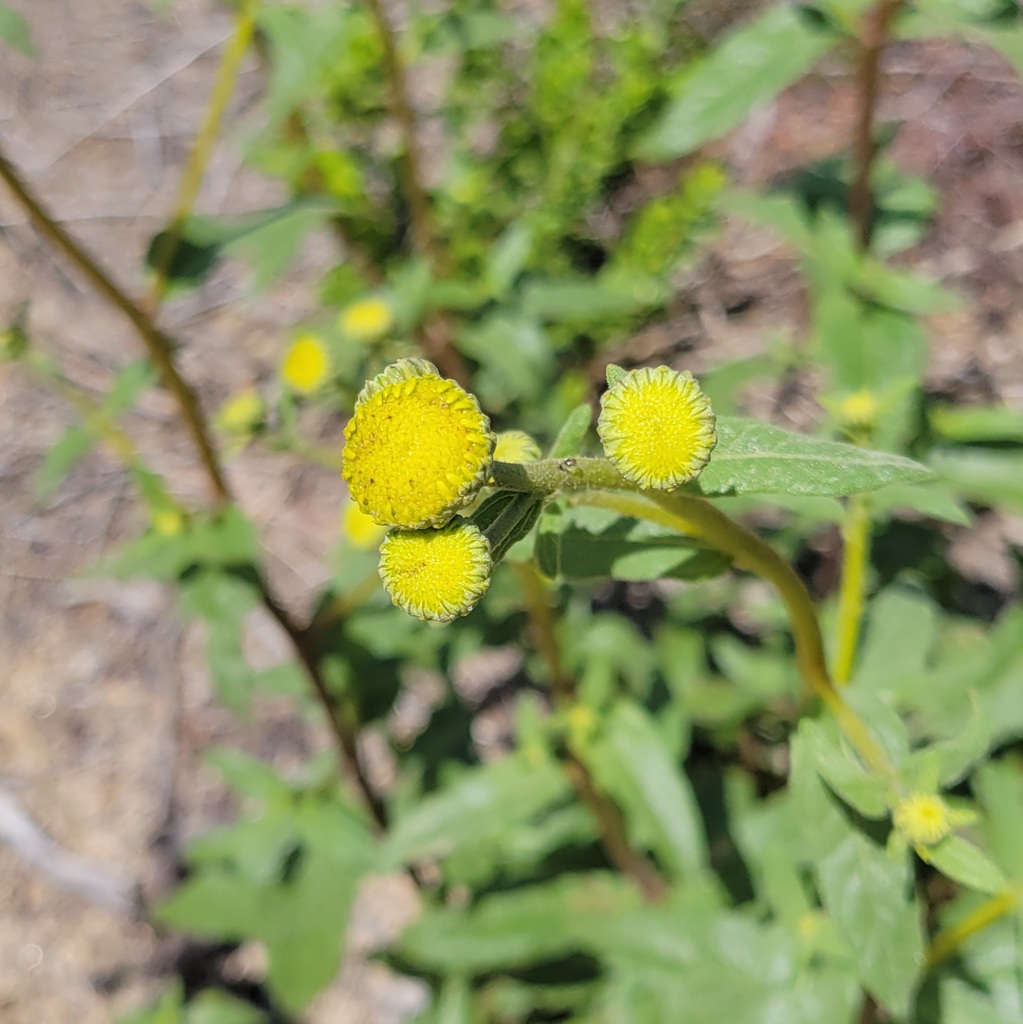 Spanish False Fleabane from Riverside County, CA, USA on May 26, 2022 ...