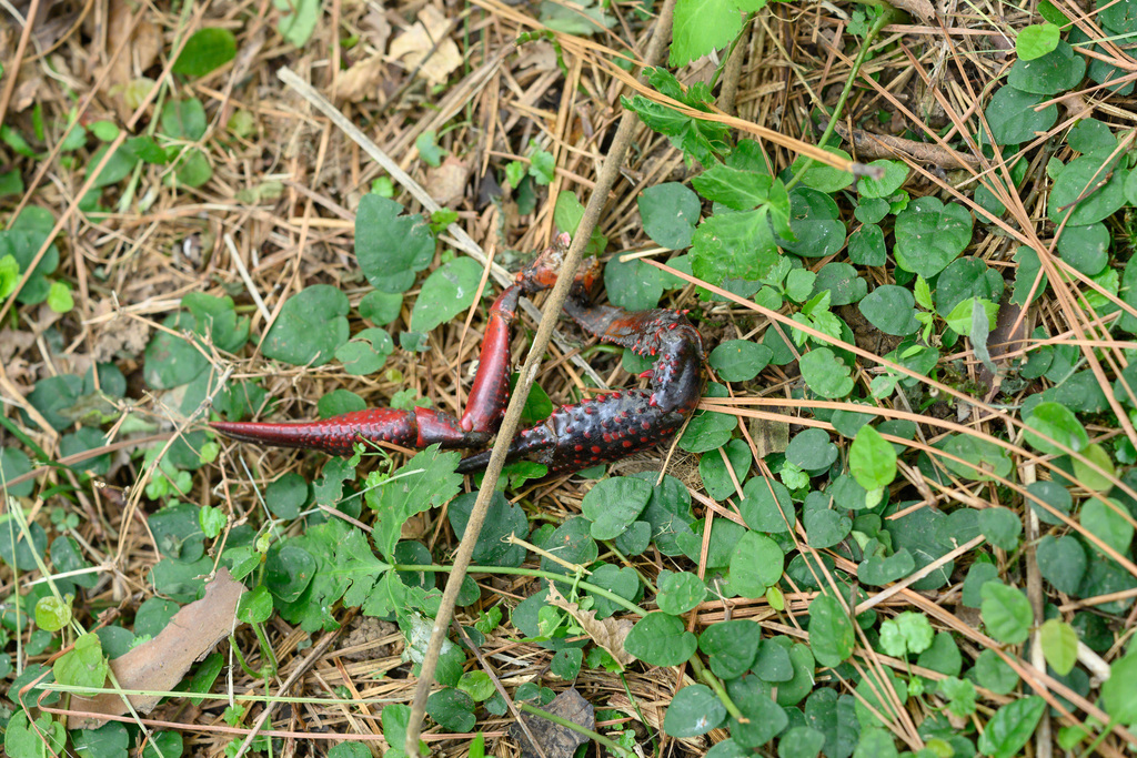 Red Swamp Crayfish from 中国浙江省杭州市西湖区 on October 2, 2023 at 10:19 AM by ...